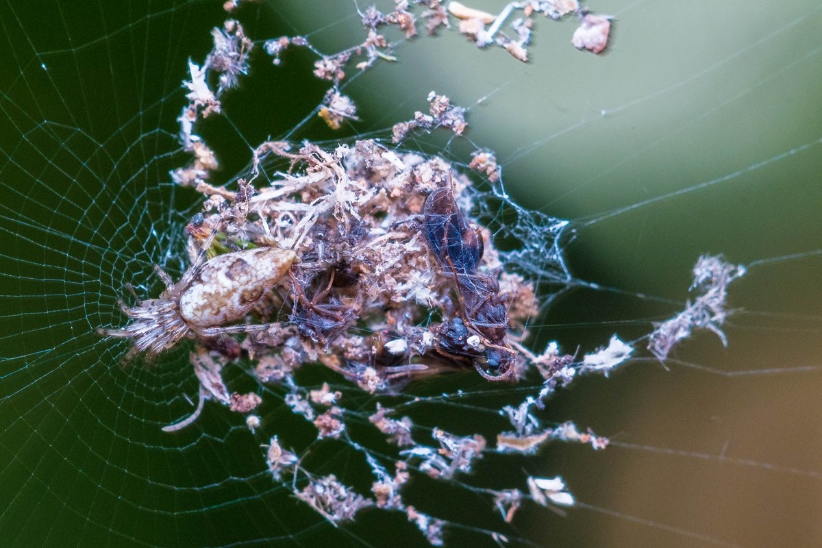 自分の巣に「身代わり」を仕掛け、捕食者から身を守るクモ | Forbes JAPAN 公式サイト（フォーブス ジャパン）